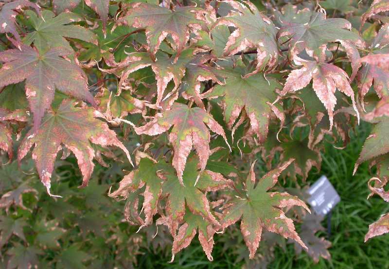 Japanese Maple Healthy Or Dying R sfwtrees